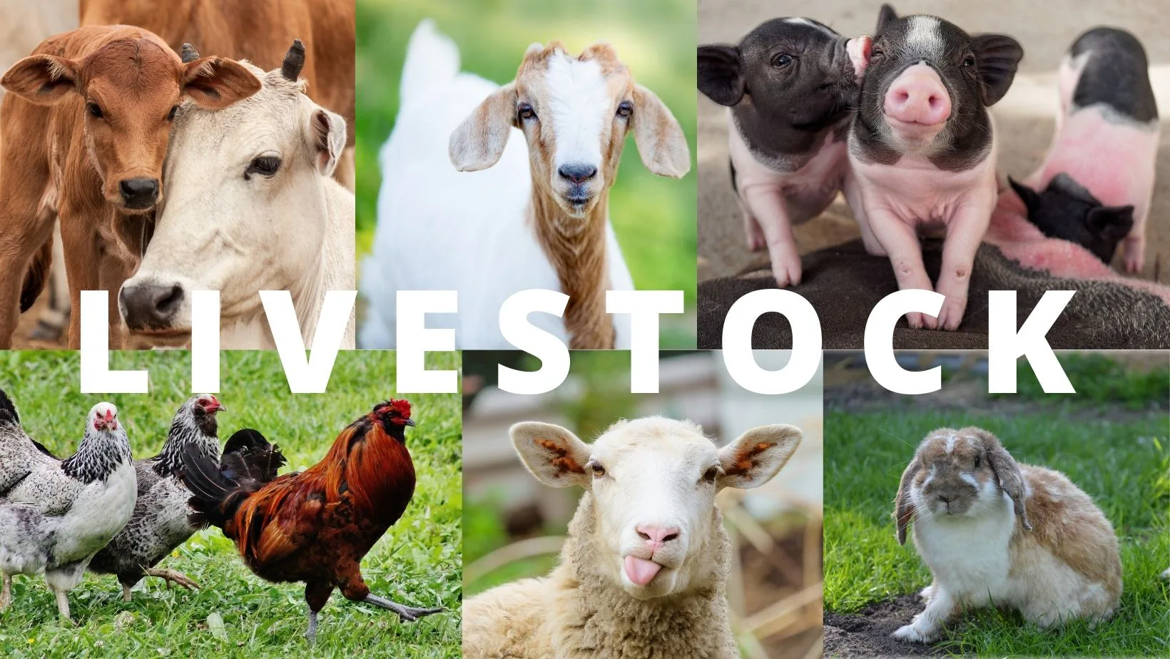 Livestock Terminology Quiz Quiz