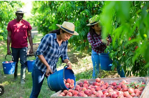 Cesar Chavez: A Champion of Farm Workers' Rights Quiz