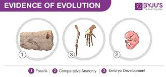 QUIZIZZ #12 Evidence of Evolution Quiz