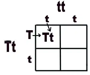 Punnett Square Test Quiz