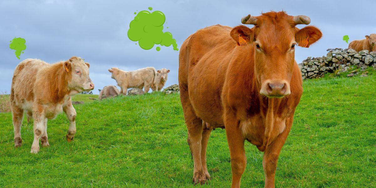 Climate Change TEST REVIEW 6th Grade Flashcard | Quizizz