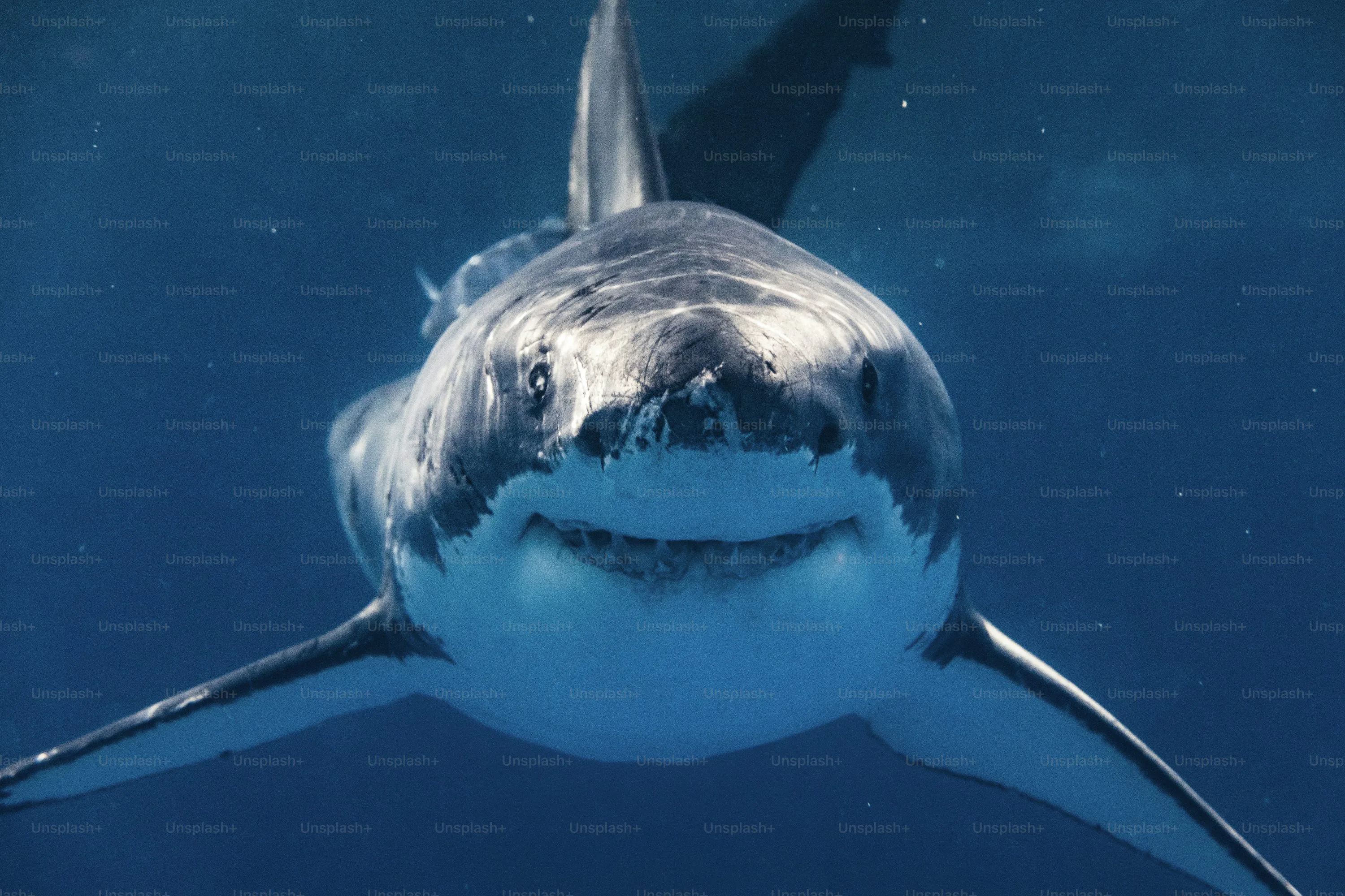 5th Grade - Intervention - Sharks - Reading Comprehension 5th Grade ...