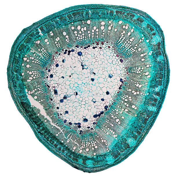 CHALLENGE GAME: BRAINSTORMING QUESTIONS OF PLANT TISSUE University Quiz ...