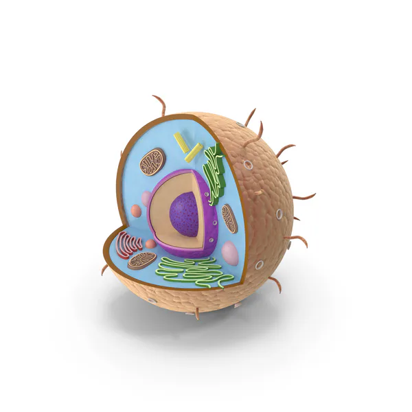 Cells Unit Assessment Quiz | Quizizz