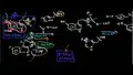 Melatonin Biosynthesis University Video | Quizizz