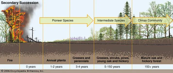 Miller & Levine Biology Chapter 6 Communities and Ecosystem Dynamics Quiz