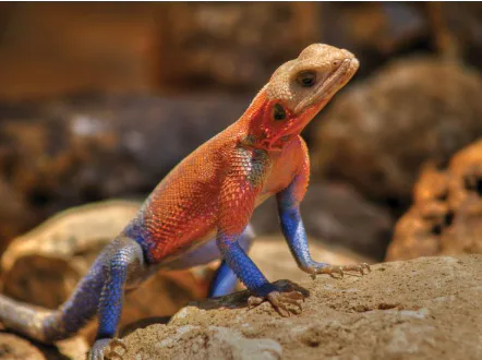 Grade 4/ Lesson 4/ Explain: Heat Quiz