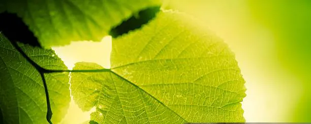 Unit 5 : Photosynthesis 10th Grade Quiz | Wayground