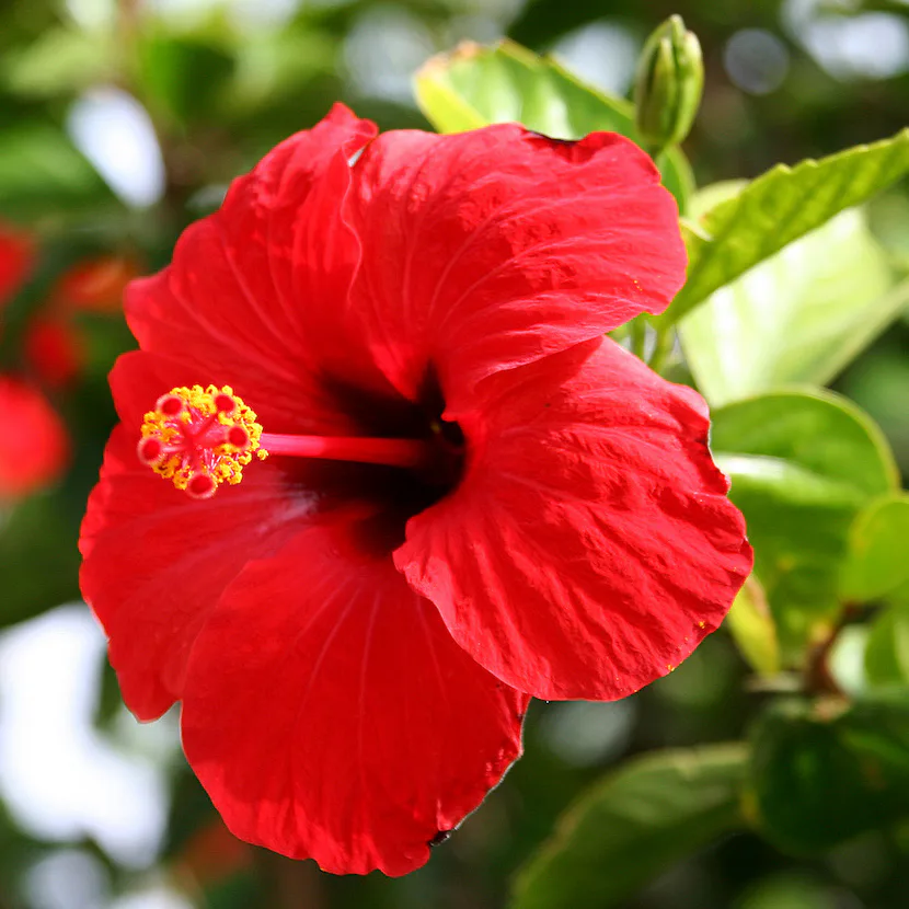 BUNGA RAYA BUNGA KEBANGSAAN Kuiz