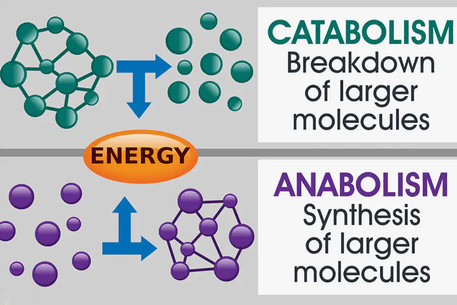 Principles of Biology I with Lab Module 7 Lecture Quiz University Quiz ...