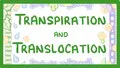 GCSE Biology - Transport in plants - Translocation (Phloem) and ...