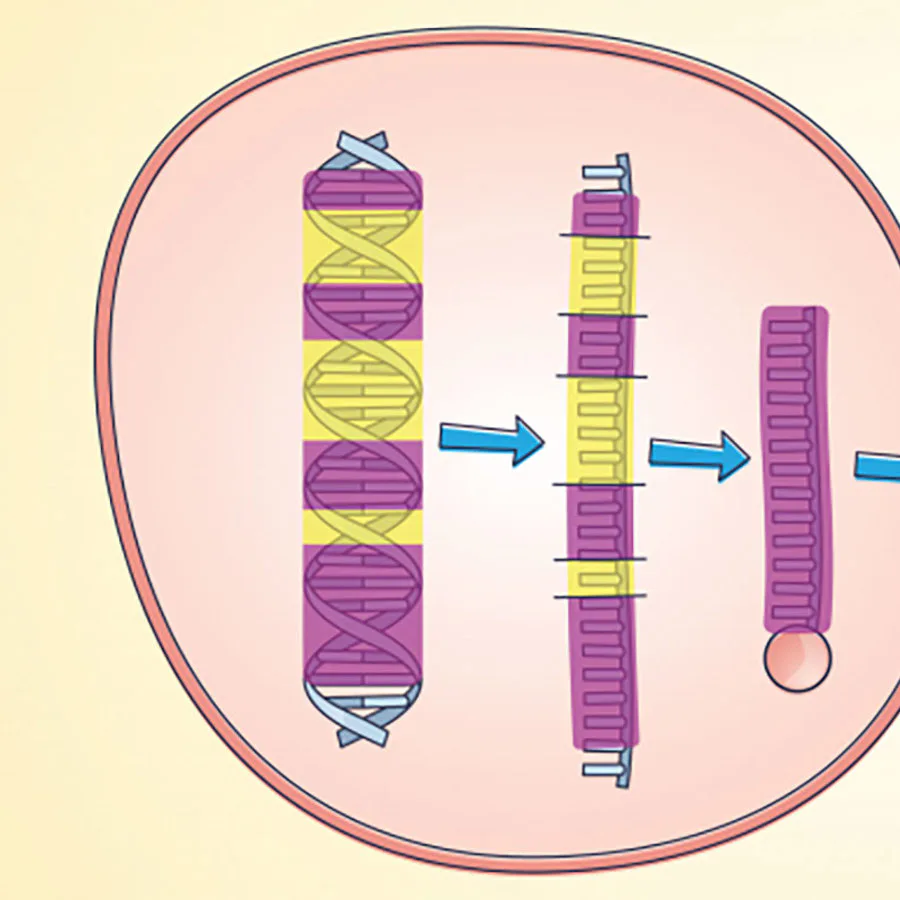 AP Bio Transcription and Translation 12th Grade Quiz | Wayground