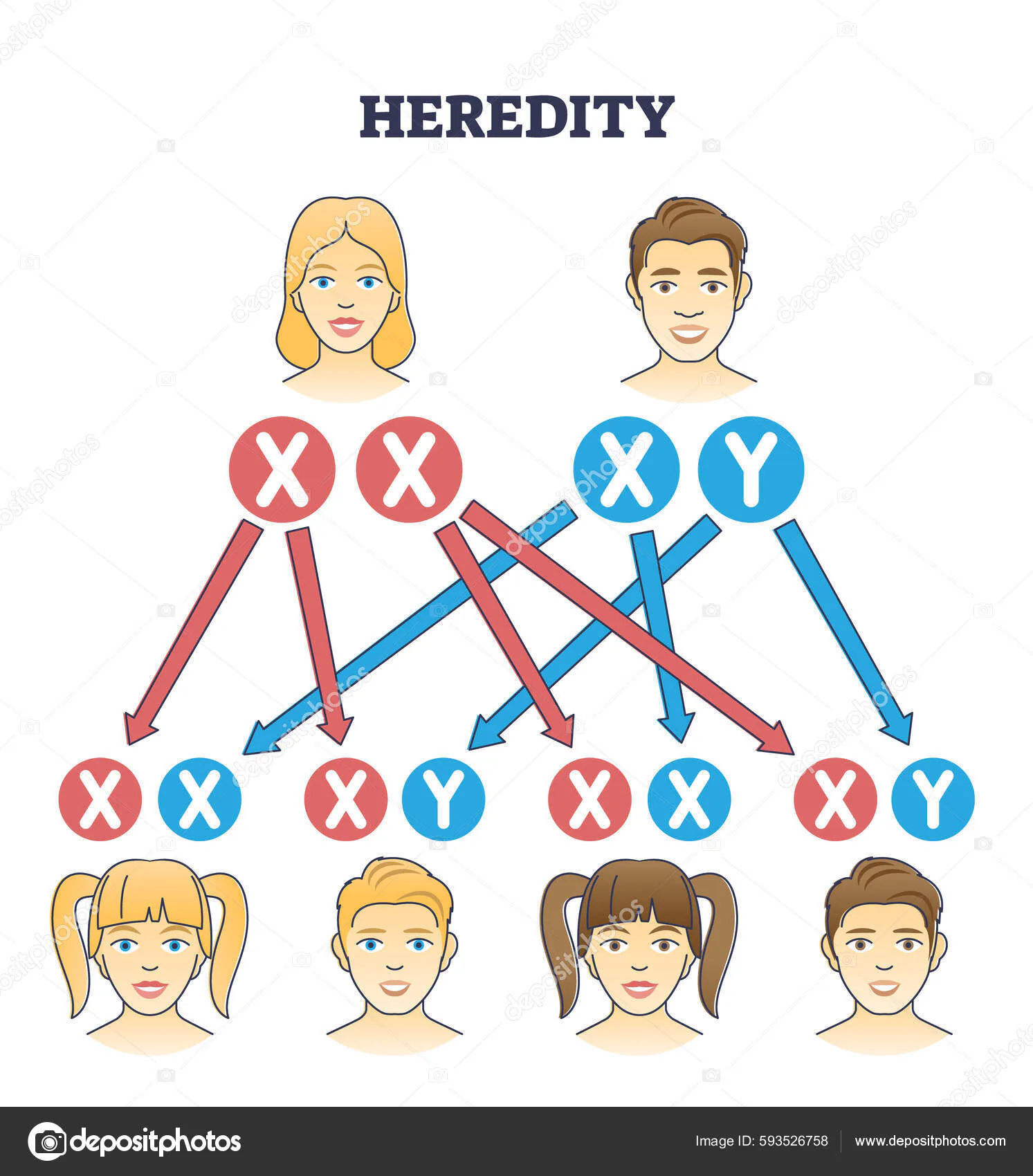 Unit 7(B) Test- Heredity 9th - 12th Grade Flashcard | Quizizz
