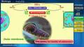 Cell Organelles and Functions: Understanding Skin Cells, Mitochondria ...