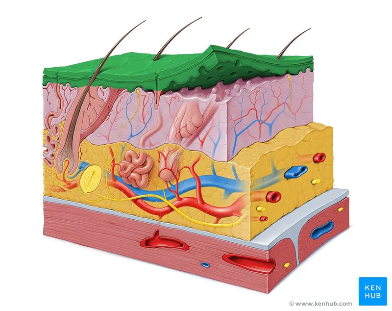 Integumentary System 9th - 12th Grade Flashcard | Wayground (formerly ...