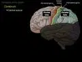 Divisions of the brain University Video | Wayground