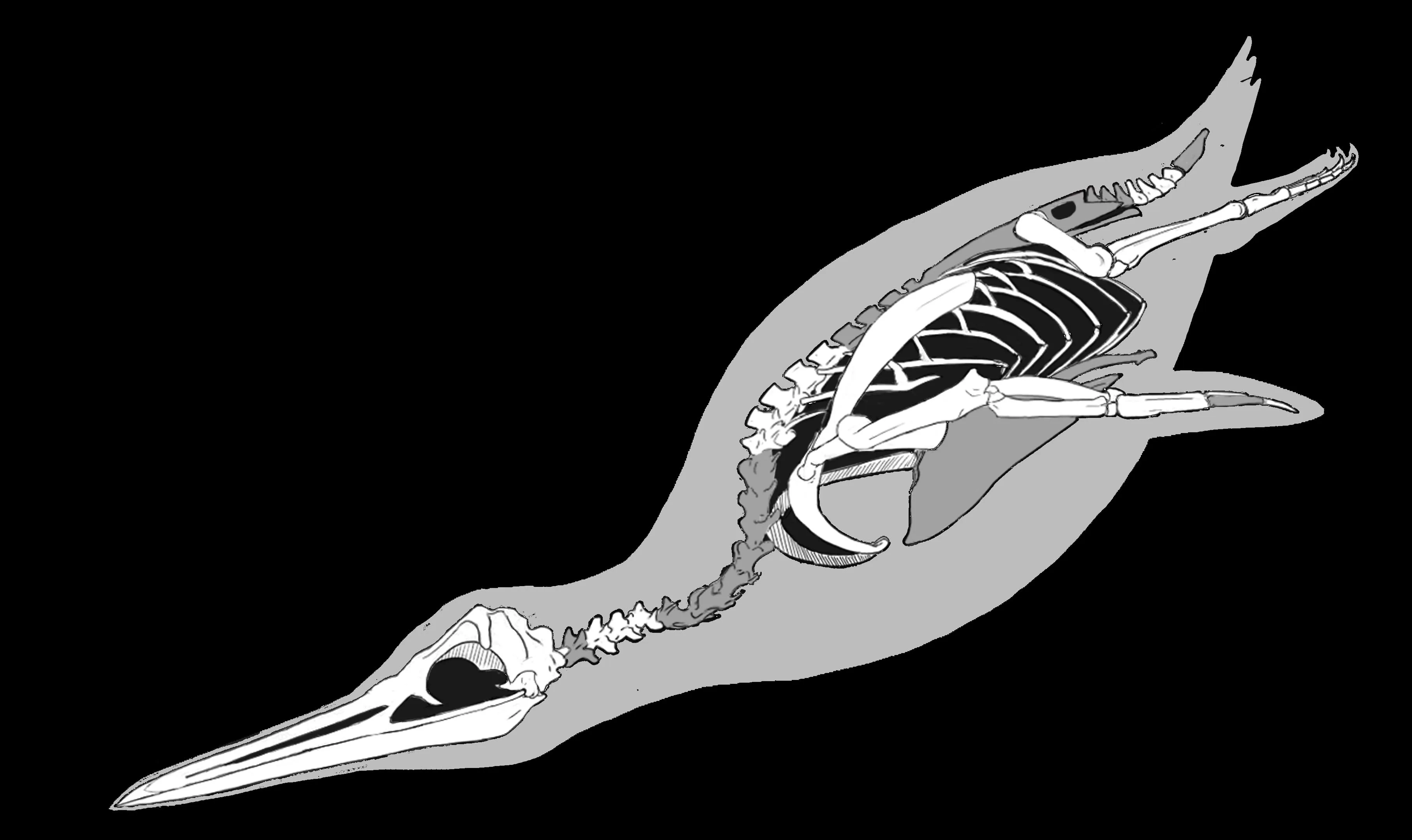 Comparing Embryos Quiz