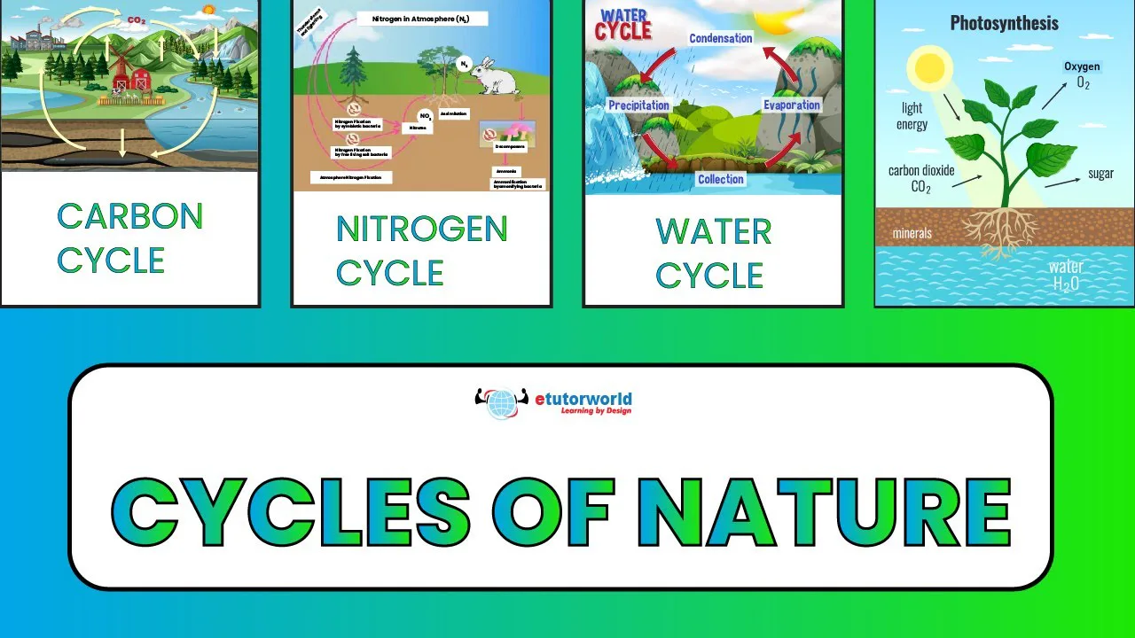 Pathways of Energy and Matter in Ecosystems Quiz