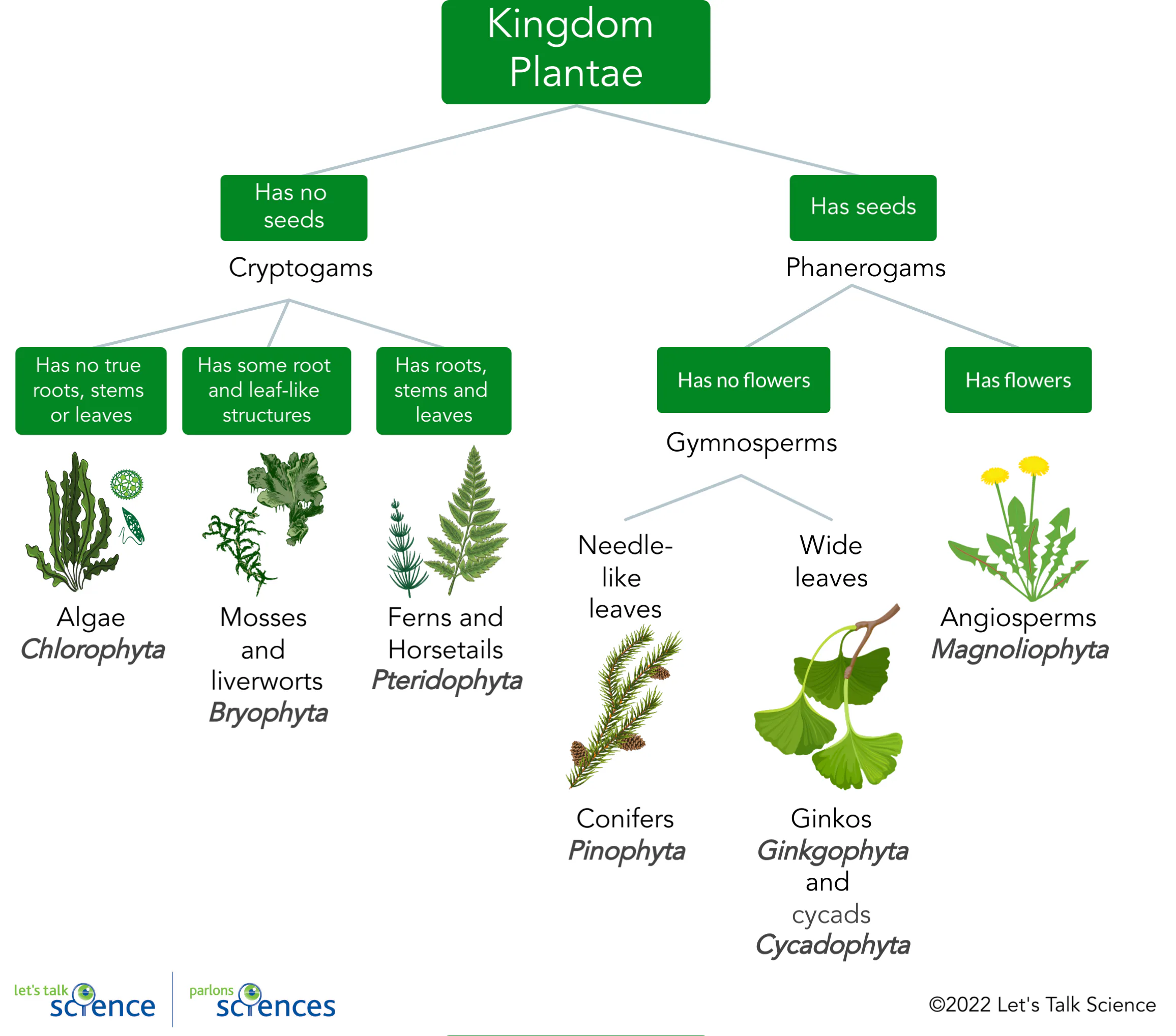 Plant Classification Quiz