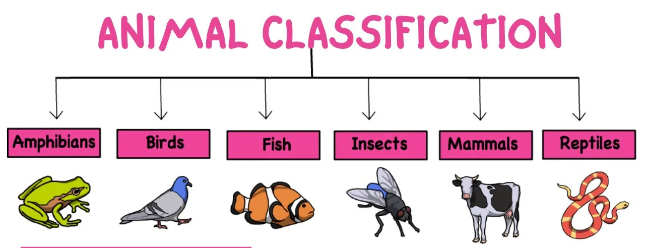 Animal Classification Quiz 9th Grade Quiz | Quizizz