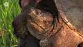Alligator Snapping Turtle vs Common Snapping Turtle Interactive Video
