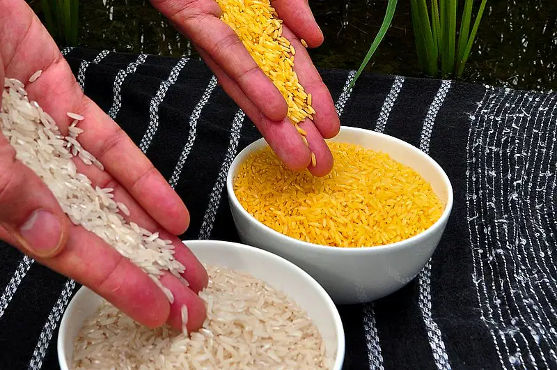 All that Glitters is not Gold - The Truth about GE 'Golden' Rice ...