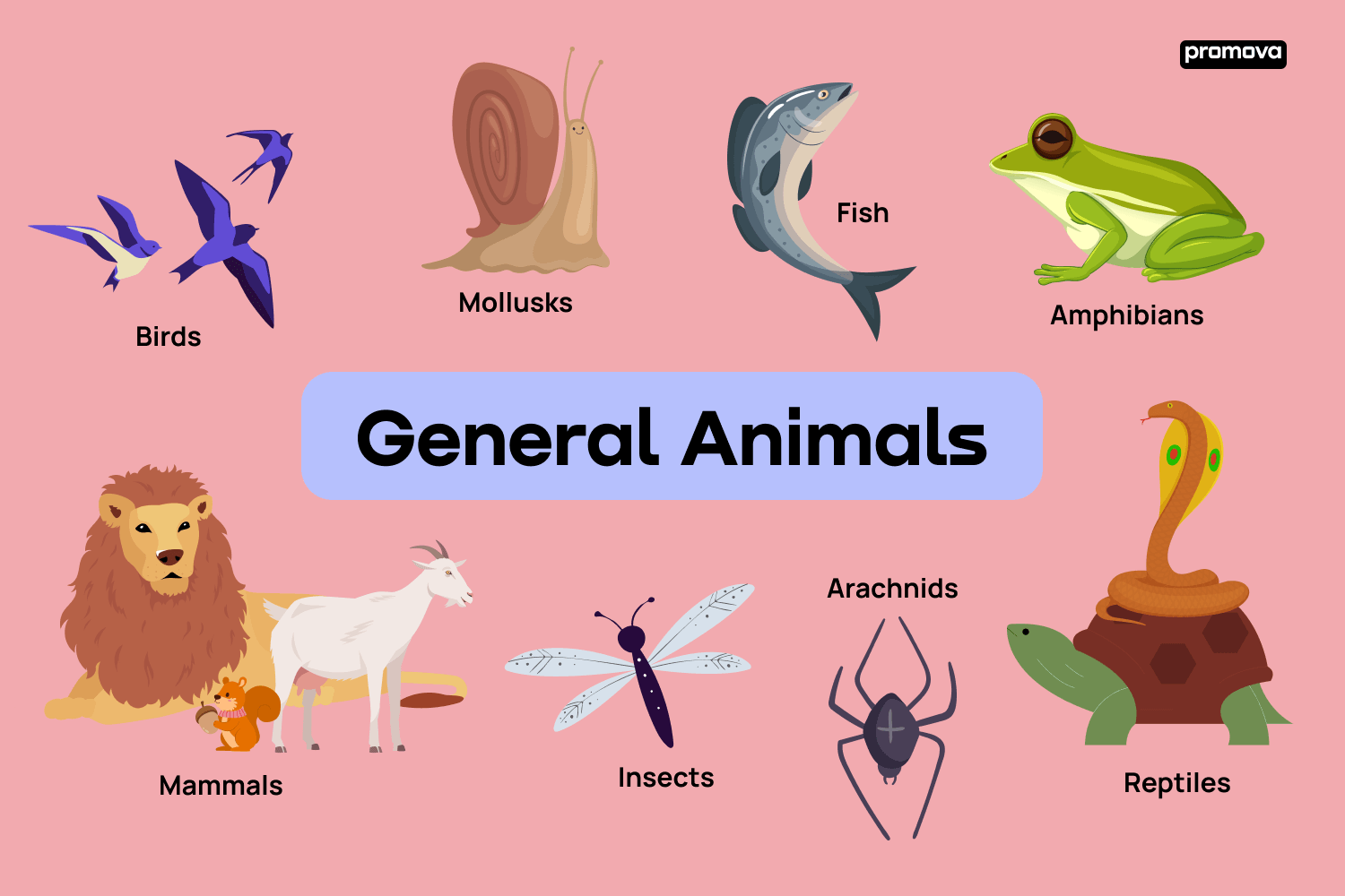 Animals Flashcards