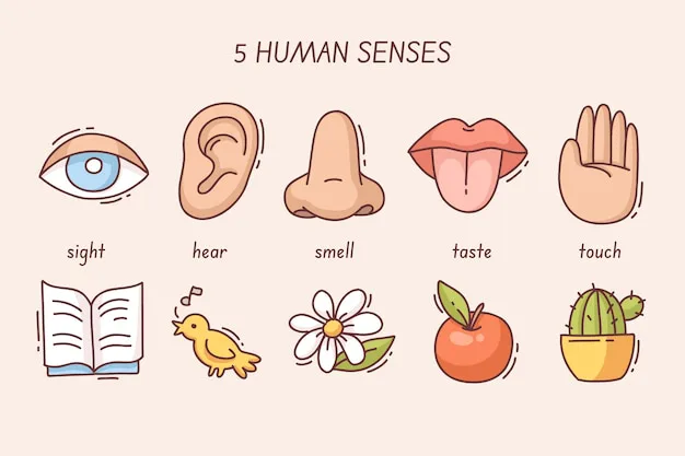 Understanding the Five Senses Quiz