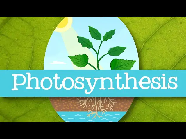 Photosynthesis 9th Grade Quiz | Wayground (formerly Quizizz)