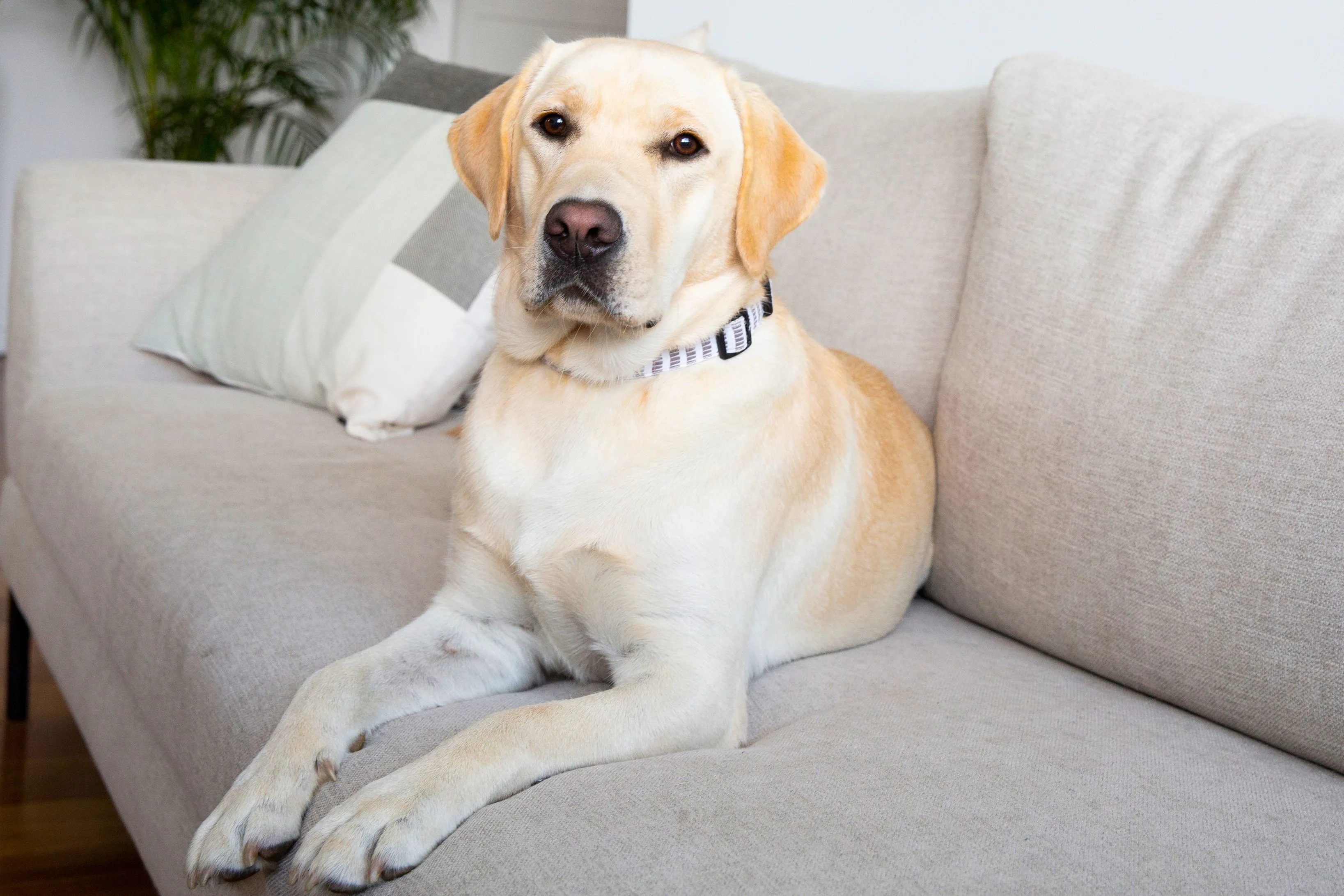 WW Love that Dog 4th Grade Flashcard | Wayground