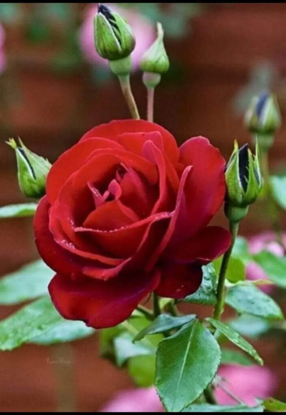 Penilaian tengah semester 2 5th Grade Quiz | Wayground