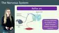 Understanding Reflex Arcs in the Nervous System Interactive Video