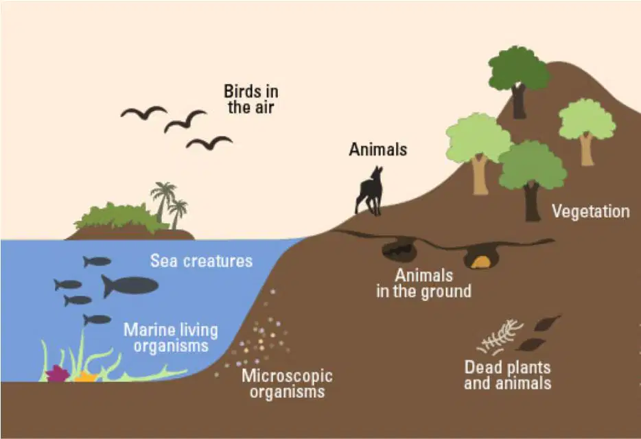Ecosystem Vocabulary 9th Grade Quiz | Quizizz