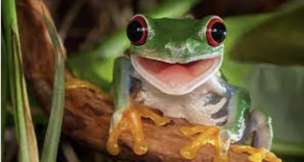 Sadlier Level B Quiz