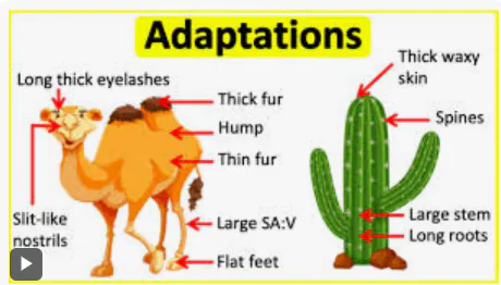 STAAR Review 9 - Adaptations and Life Cycles 5th Grade Quiz | Quizizz