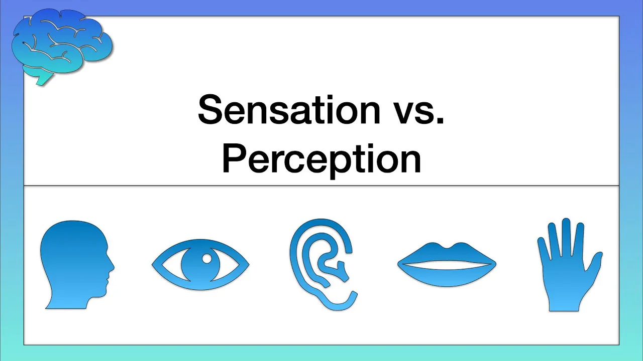 Sensation and Perception Assessment 12th Grade Quiz | Quizizz