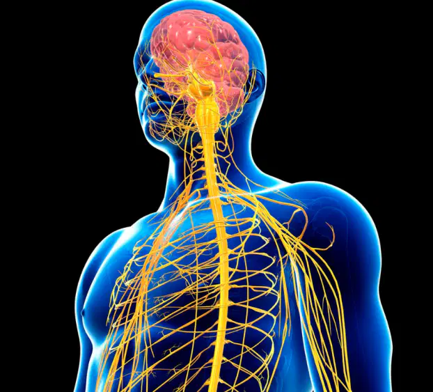 1A Assessing the Neurologic System Quiz