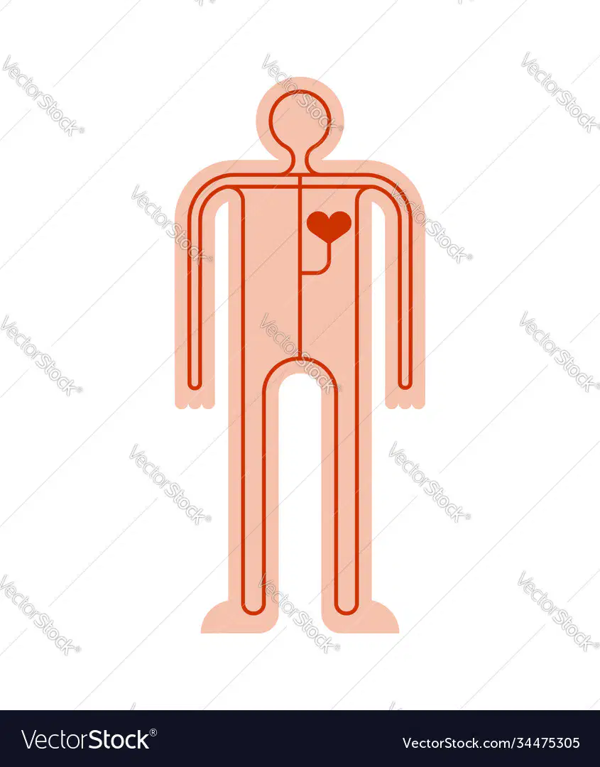 Circulatory system 5th Grade Quiz | Quizizz