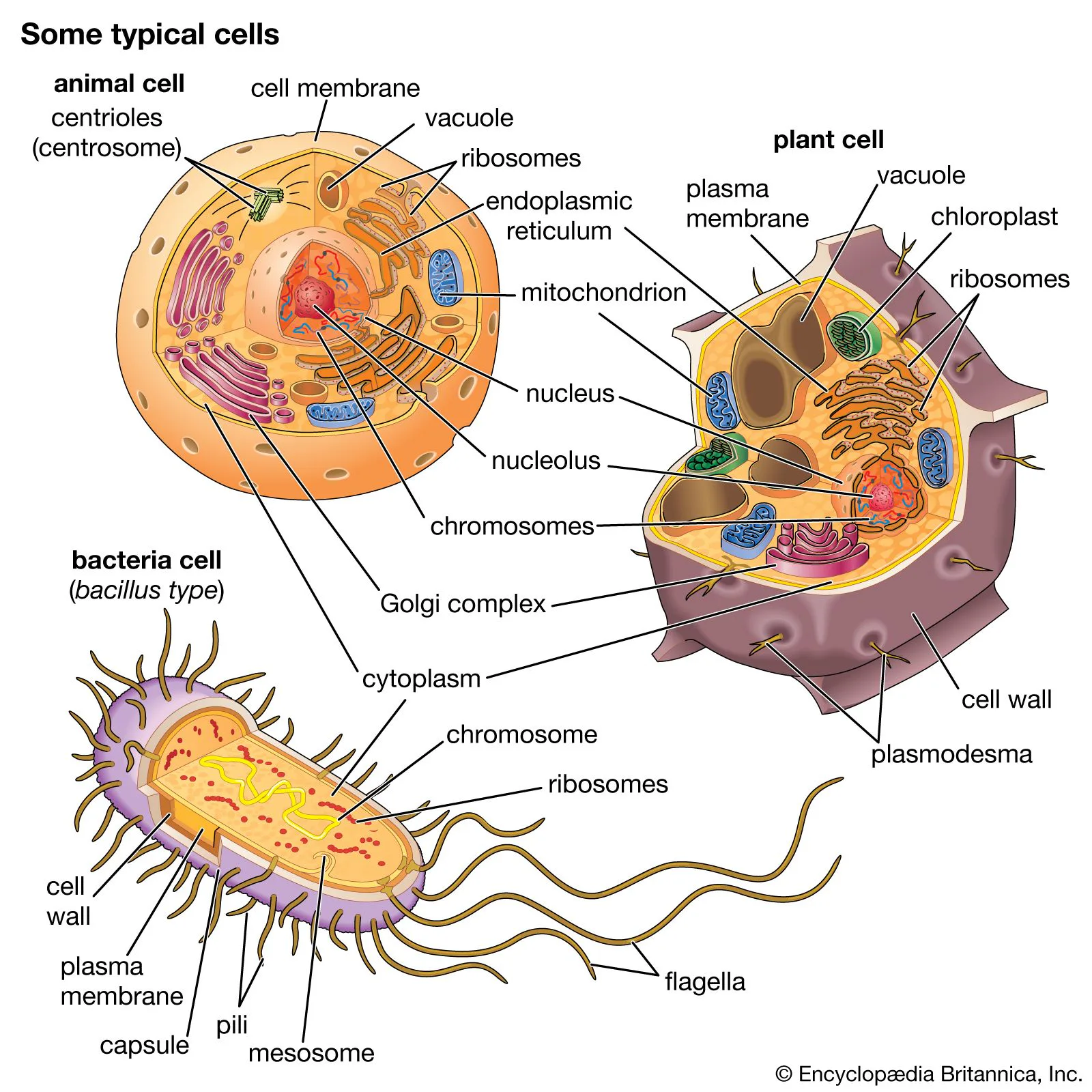 Cells Review 9th - 12th Grade Quiz | Quizizz