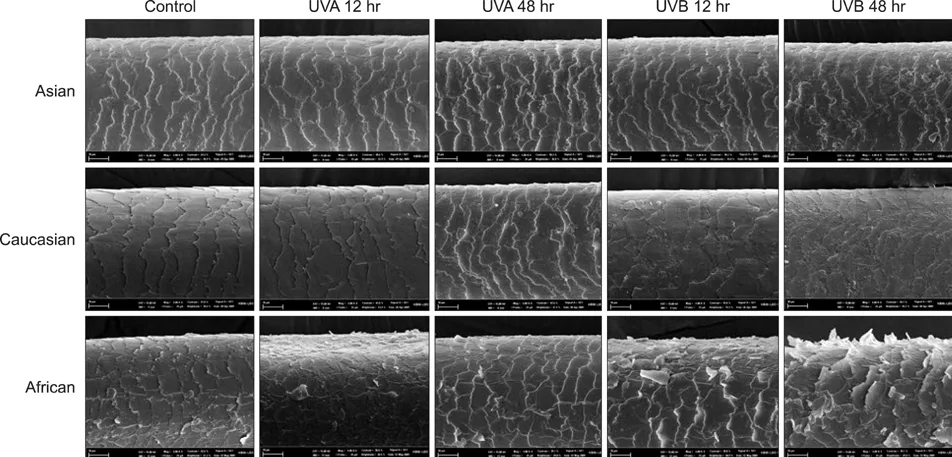 Ch 3 Forensics: Hair Analysis 11th Grade Flashcard | Wayground ...