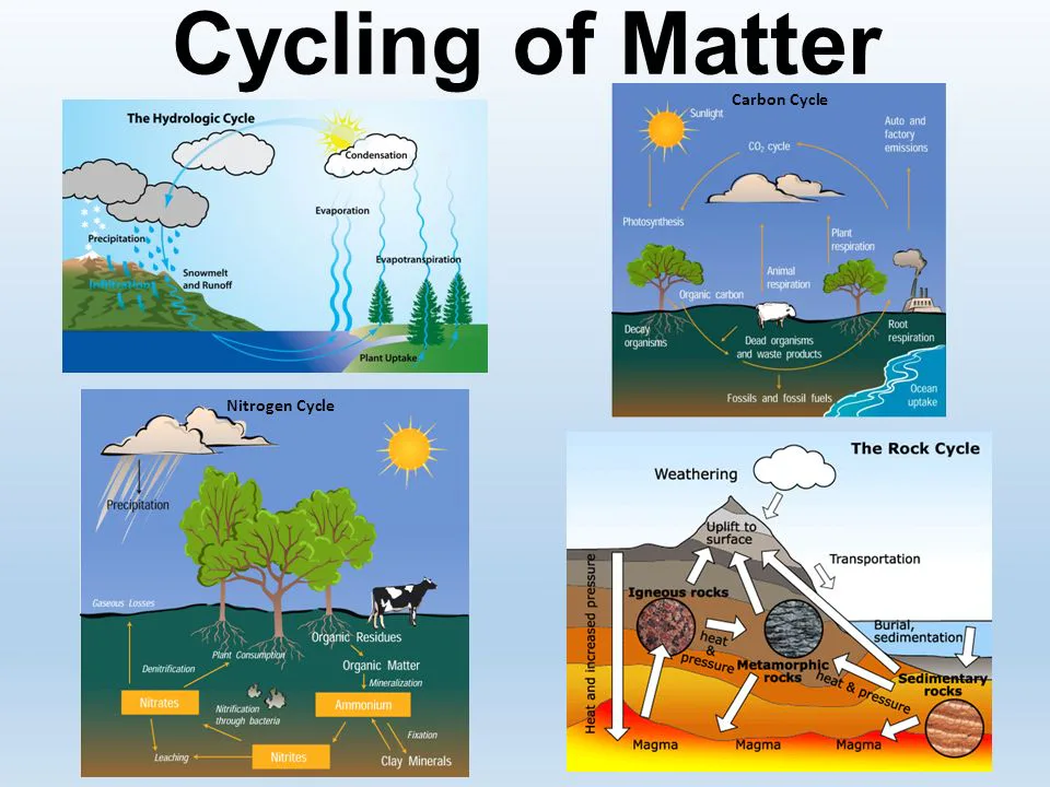 Cycles of Matter in Ecosystem 10th Grade Quiz | Quizizz