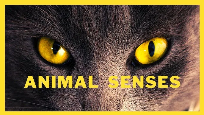 I- U1 L8 Animal Structure and Senses Flashcards