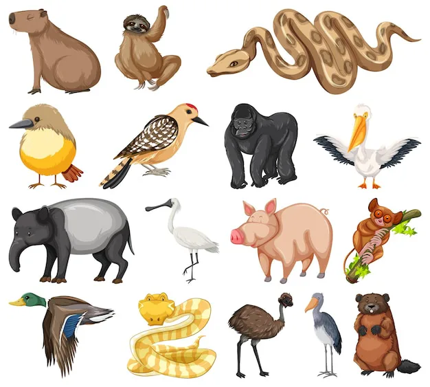Animal Classification Flashcard
