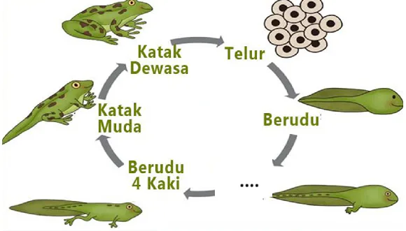 Pengelompokan Hewan dan Tempat Hidupnya Kuis