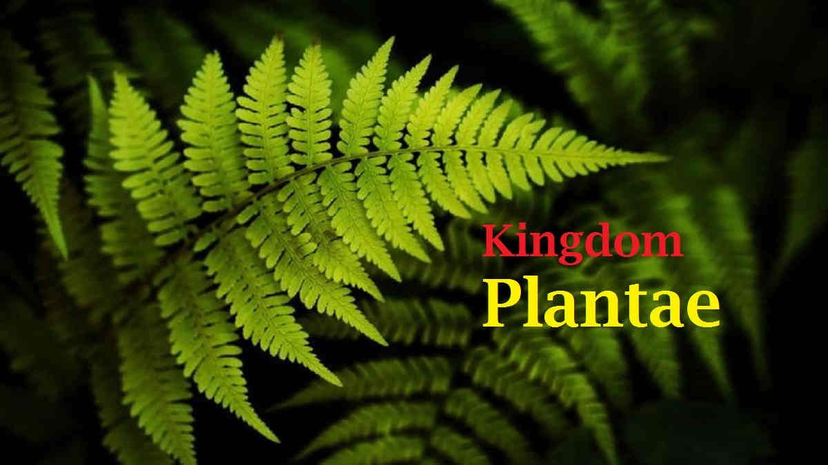 Kingdom Plantae Kuis
