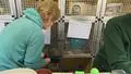 Britain's hedgehog population has halved since 2000, report finds ...