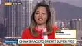 China’s Race to Create Super Pigs University Video | Quizizz