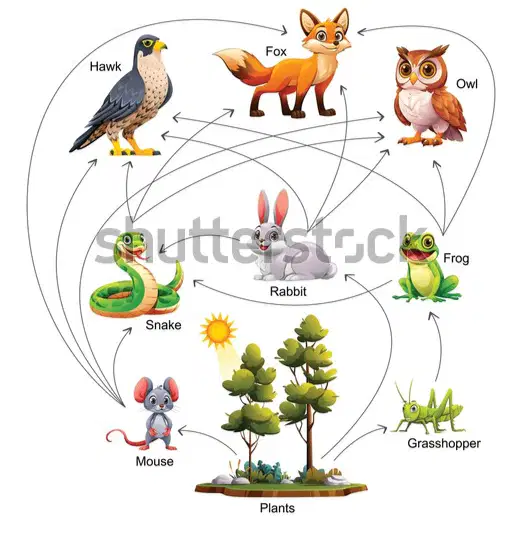 Food Web Quiz