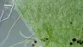 How Do Colonies Help Microorganisms Survive? University Video | Wayground
