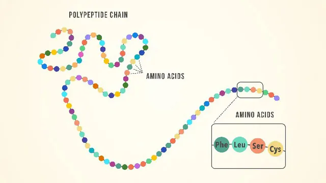 Structure of Carbohydrates, Proteins & Lipids Quiz JMG 10th Grade Quiz ...